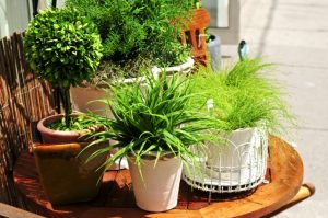 Green Ways To Get Rid of Odors in Your Home - Going Green Success Tips